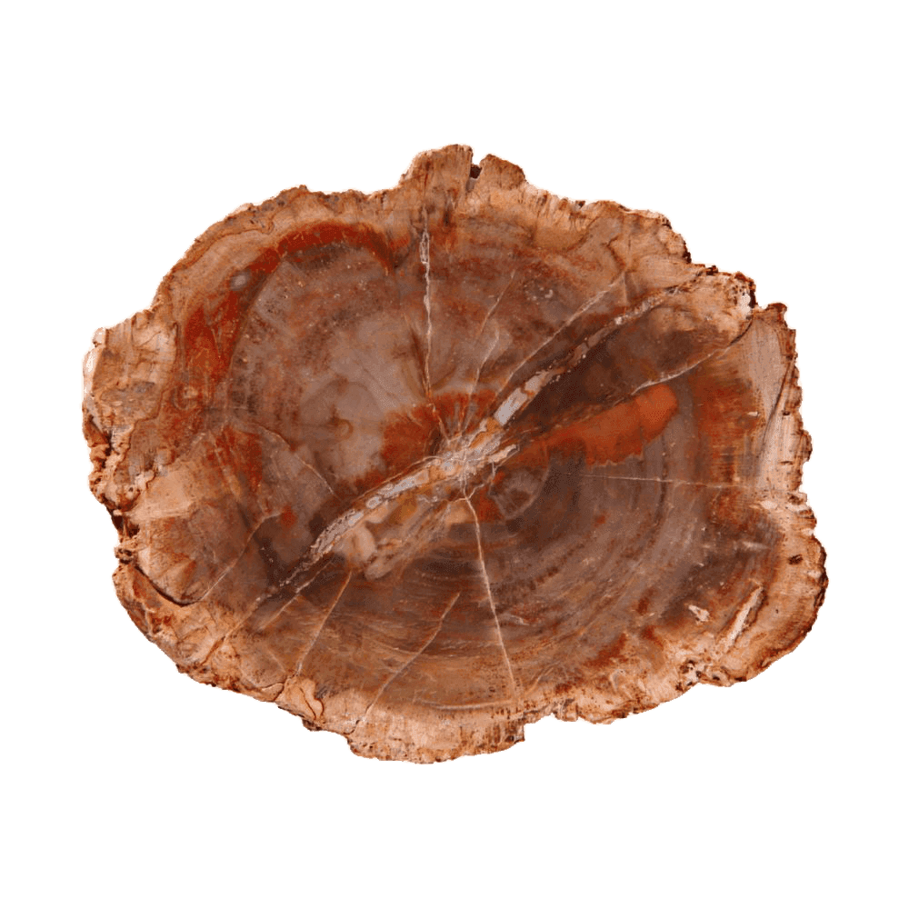 Petrified Wood Meaning: Patience, Stability, and Roots